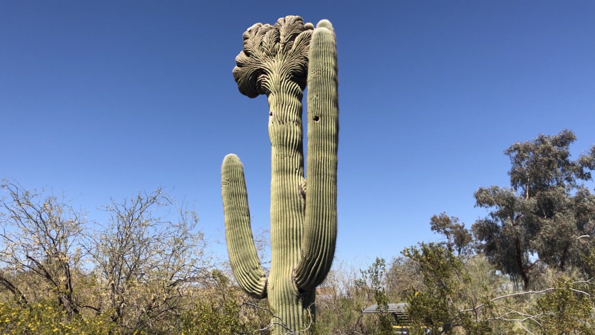 What is a crested saguaro? Learn more about cristates in Arizona ...