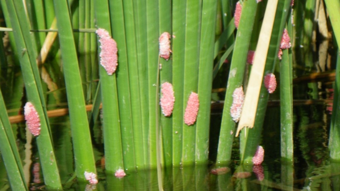 You can help combat invasive snail species at Lower Salt River by ...