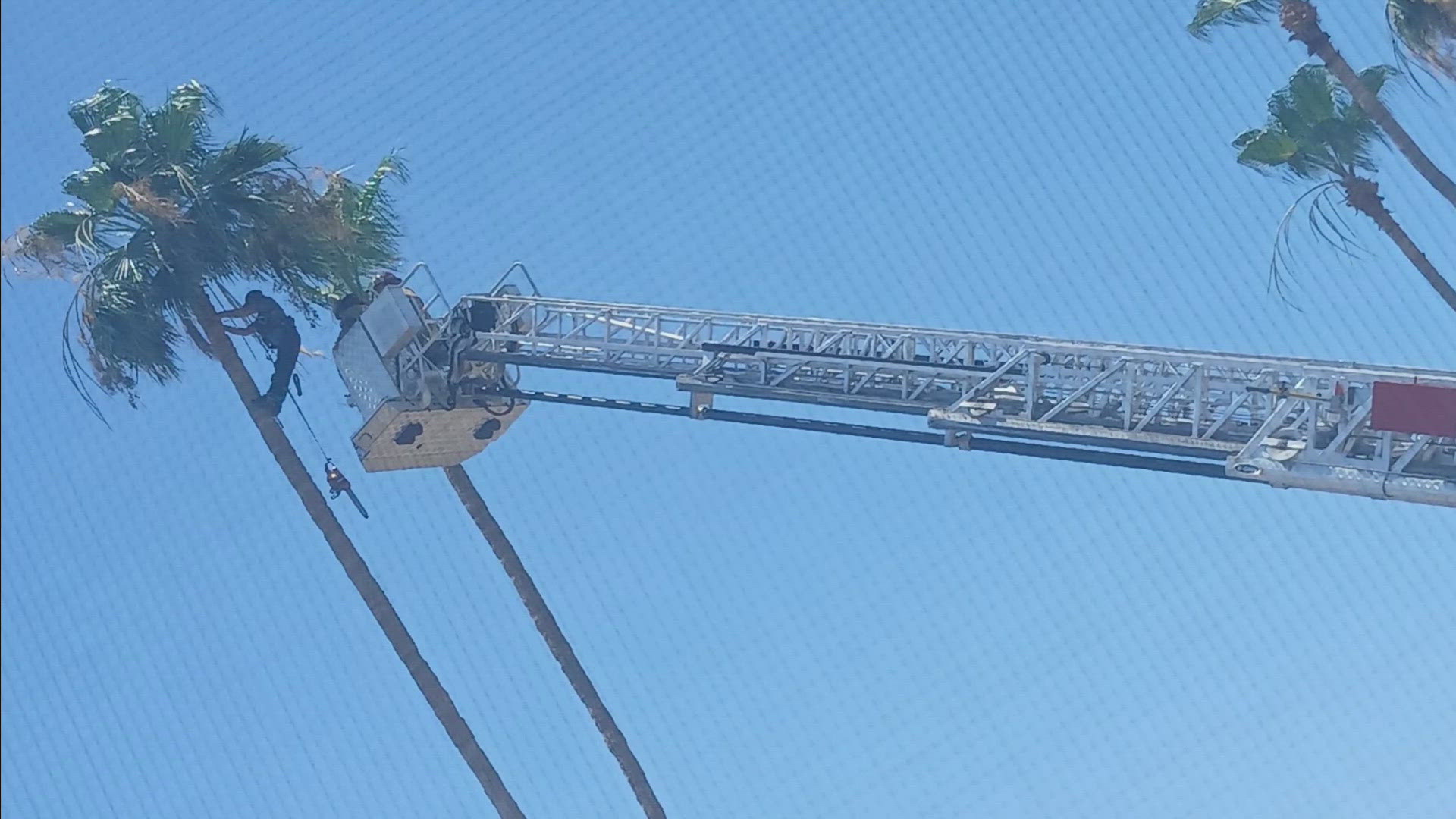 Tree trimmer rescued after being stranded 40 feet up a palm tree ...