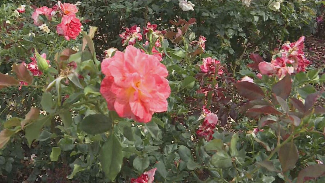The desert southwest’s largest rose garden is in bloom in Mesa ...