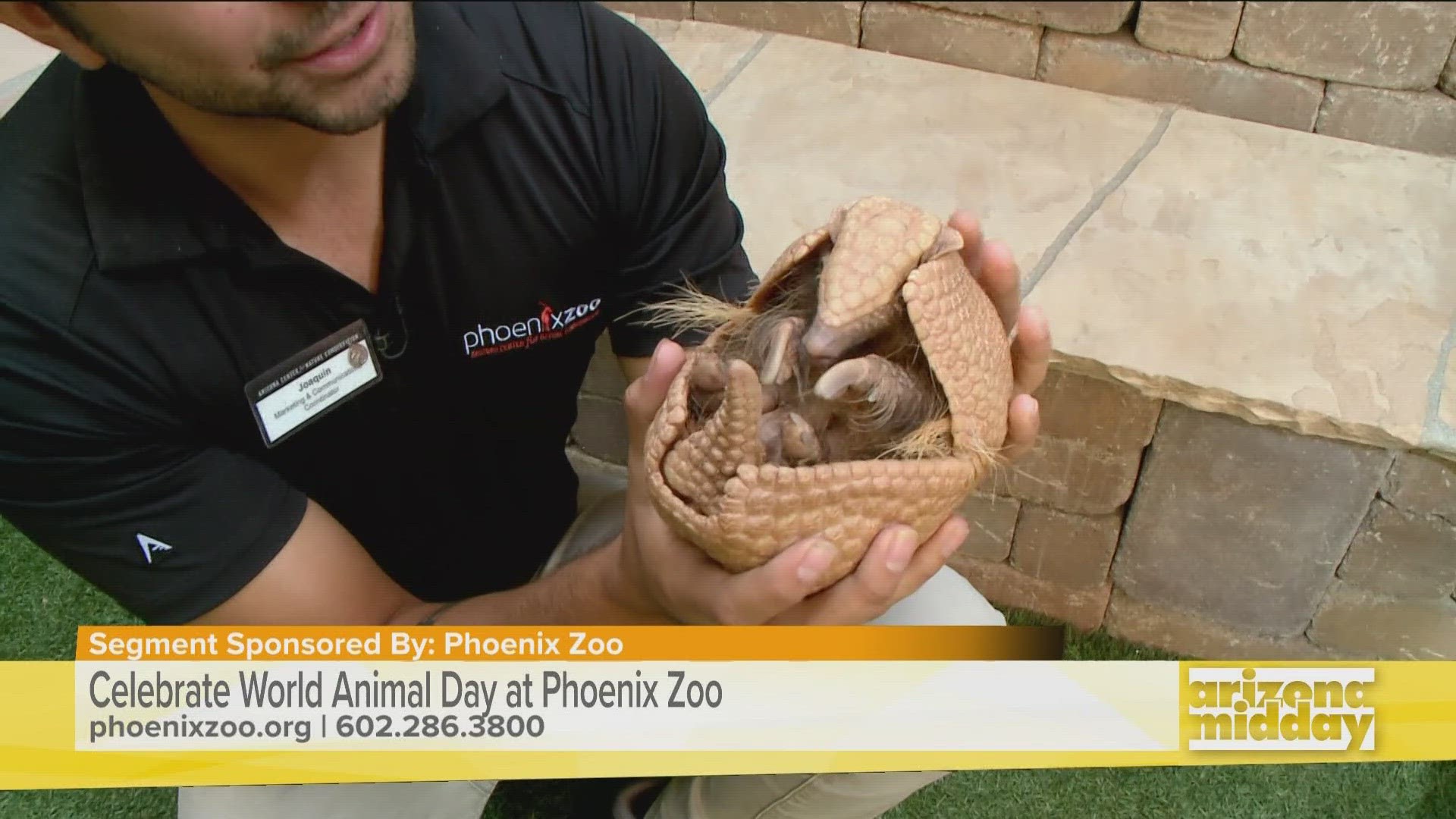 Check out the "armadorable" critter celebrating World Animal Day with ...