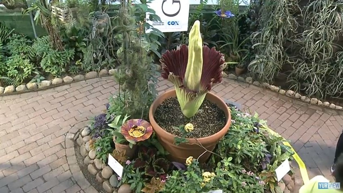 9 things to know about the corpse flower | 12news.com
