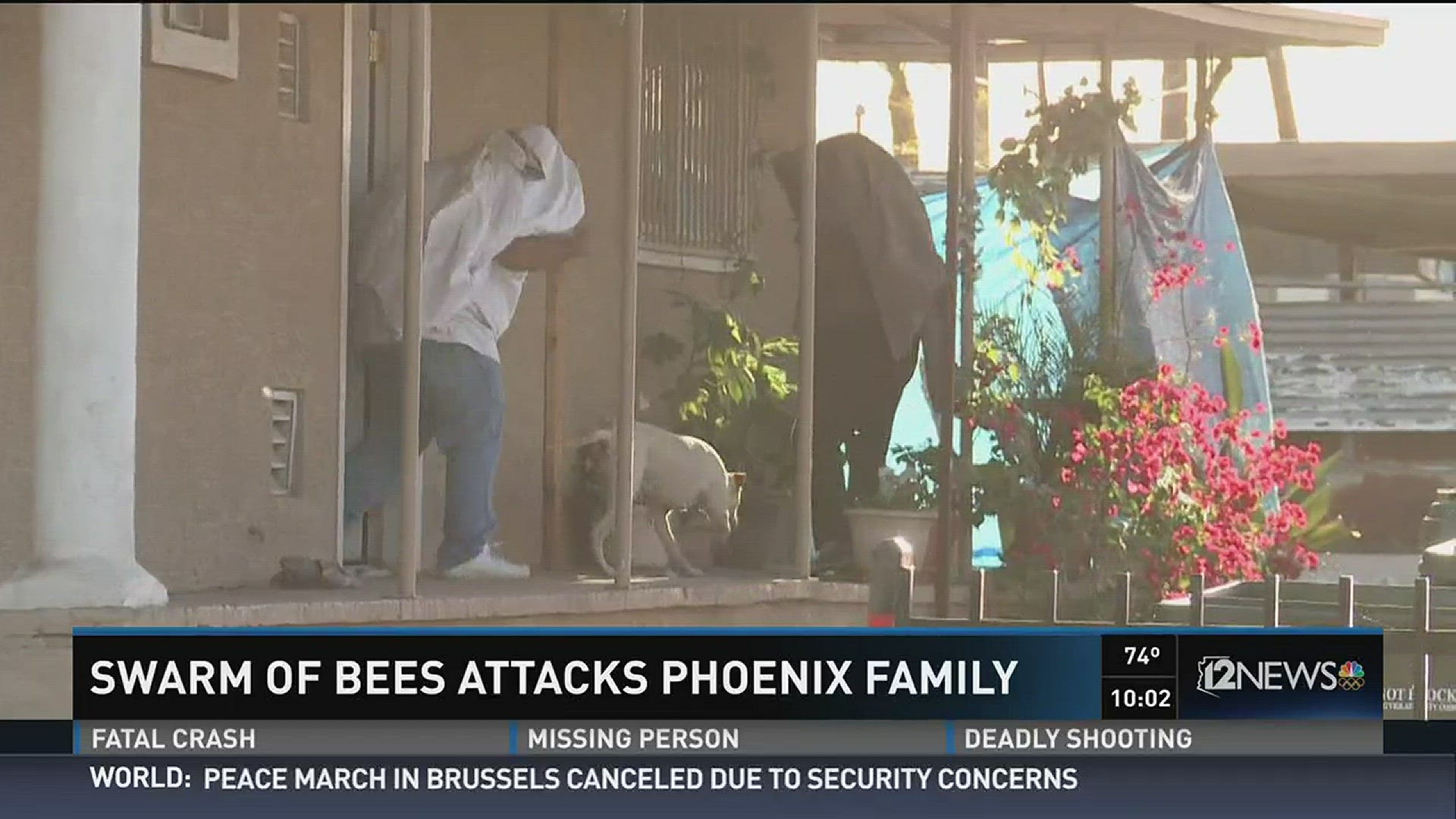 Neighborhood attacked by swarm of aggressive Africanized bees | 12news.com