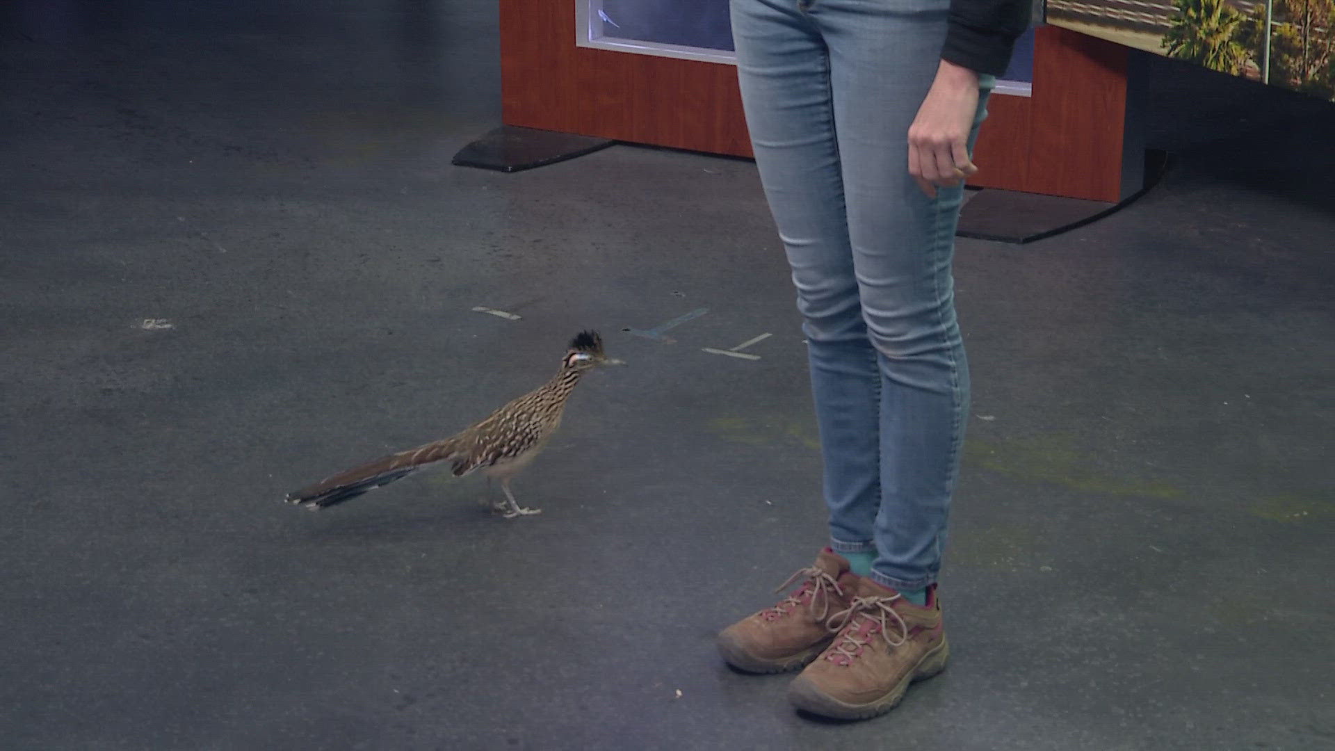 Running wild at the Phoenix Zoo Move and Groove 5K | 12news.com