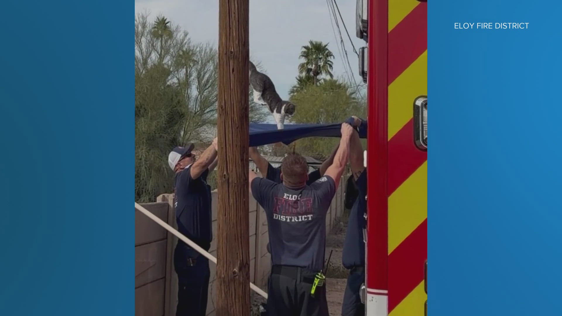 Cat rescued from power pole by Eloy Fire Department | 12news.com