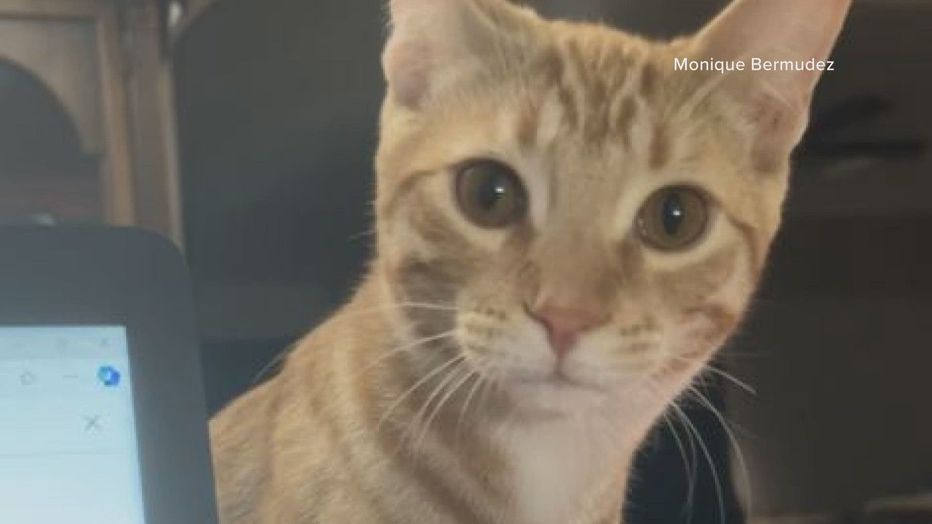 Phoenix landlord accused of shooting, killing tenants' cat | 12news.com