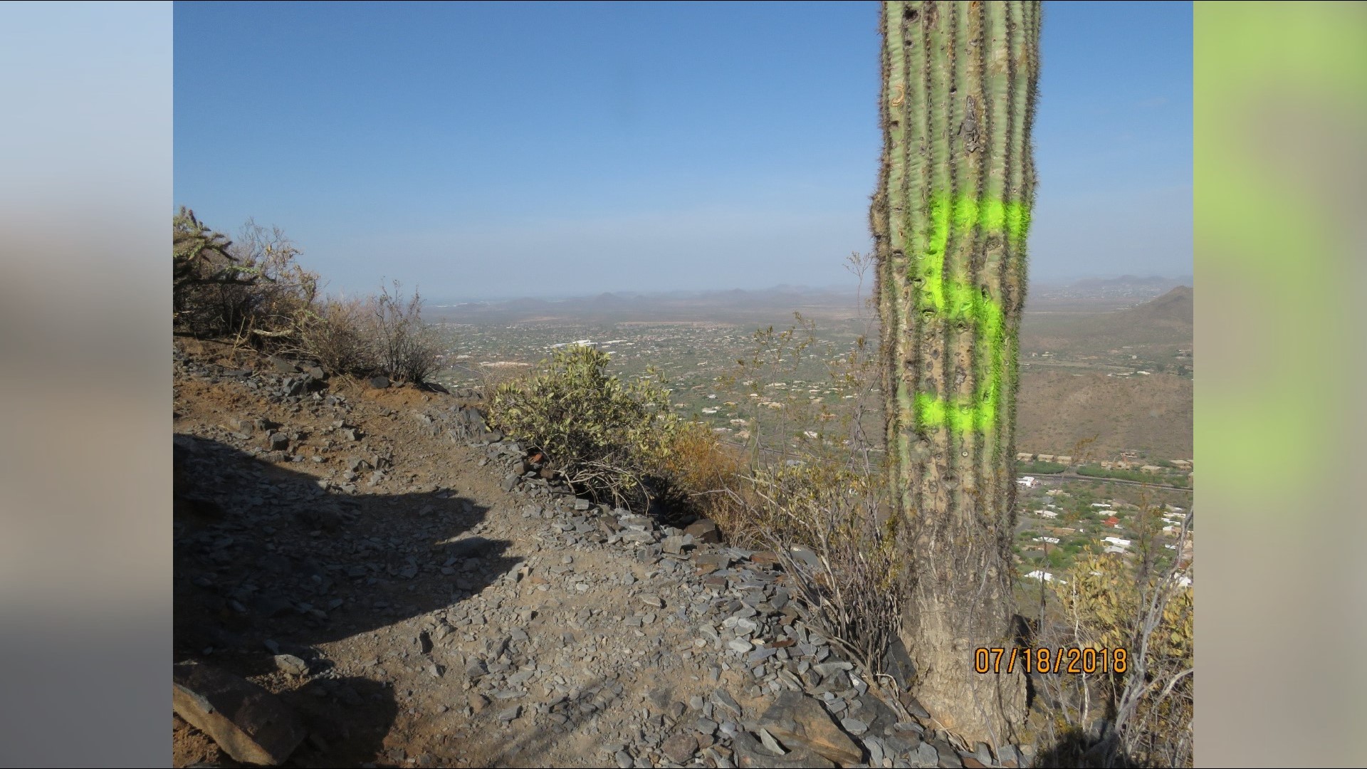 Saguaro cacti tagged with neon green spray paint on popular Cave Creek ...