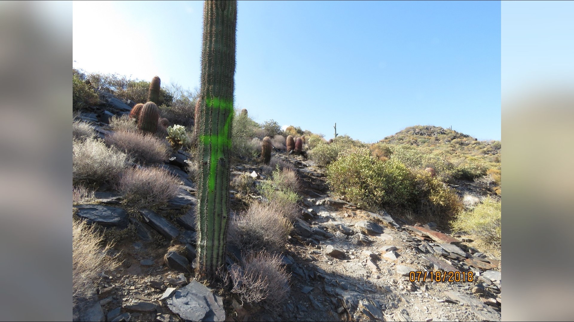 Saguaro cacti tagged with neon green spray paint on popular Cave Creek ...