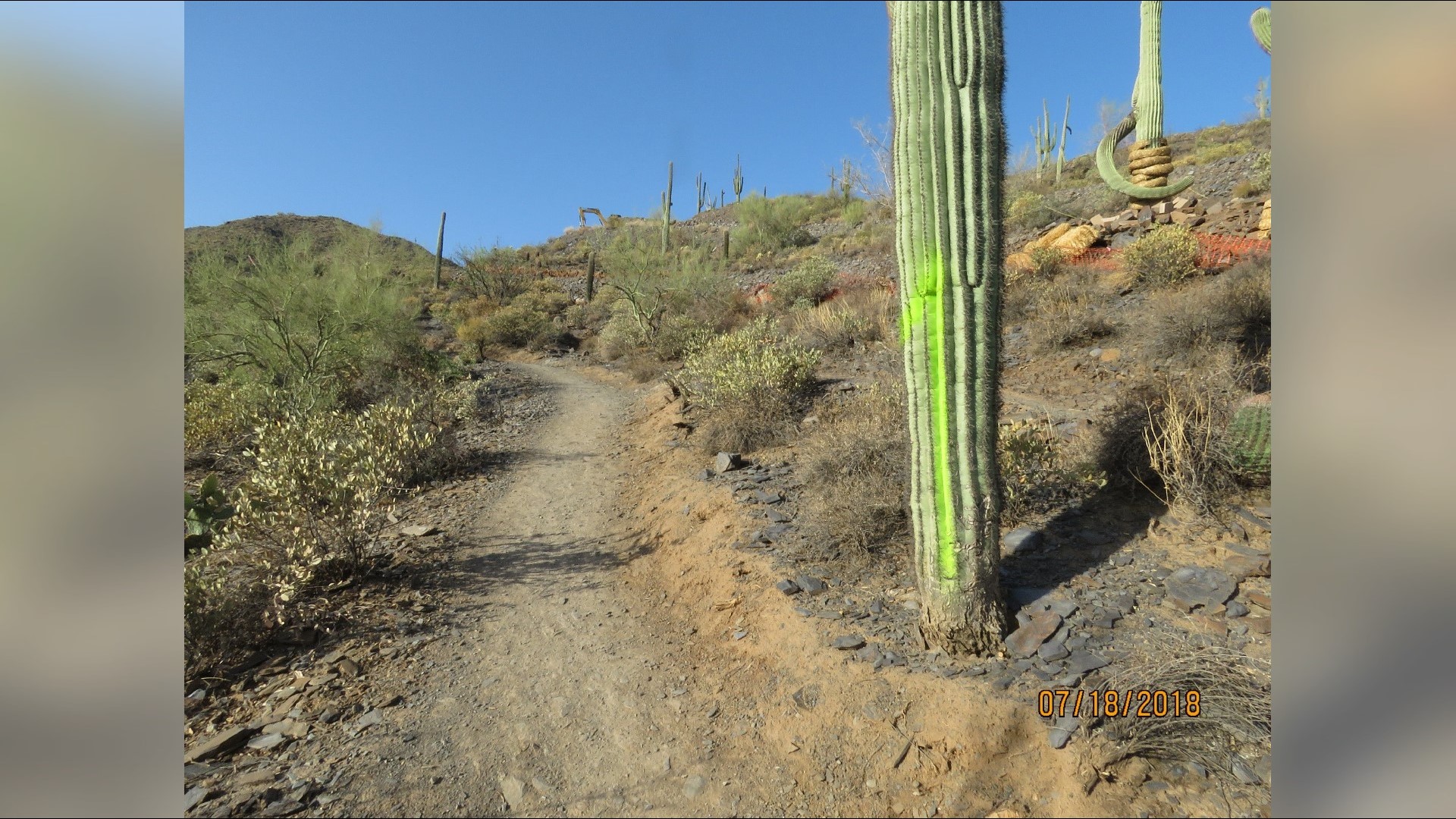 Saguaro cacti tagged with neon green spray paint on popular Cave Creek ...