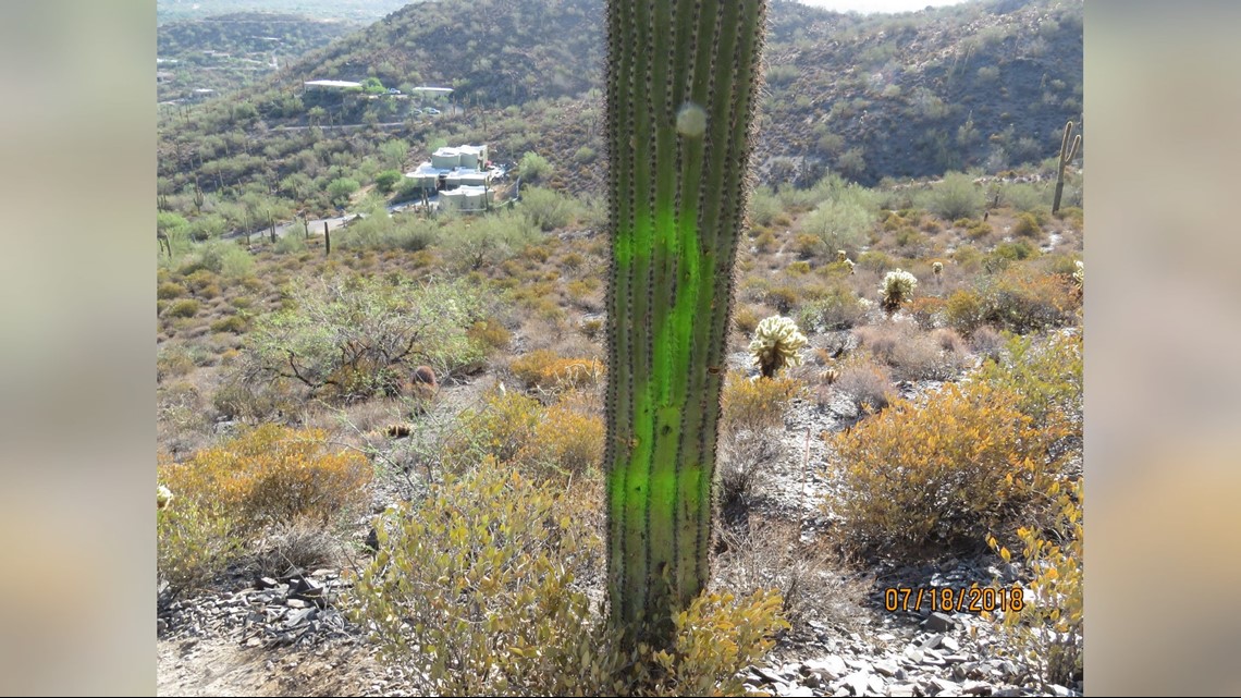Saguaro cacti tagged with neon green spray paint on popular Cave Creek ...