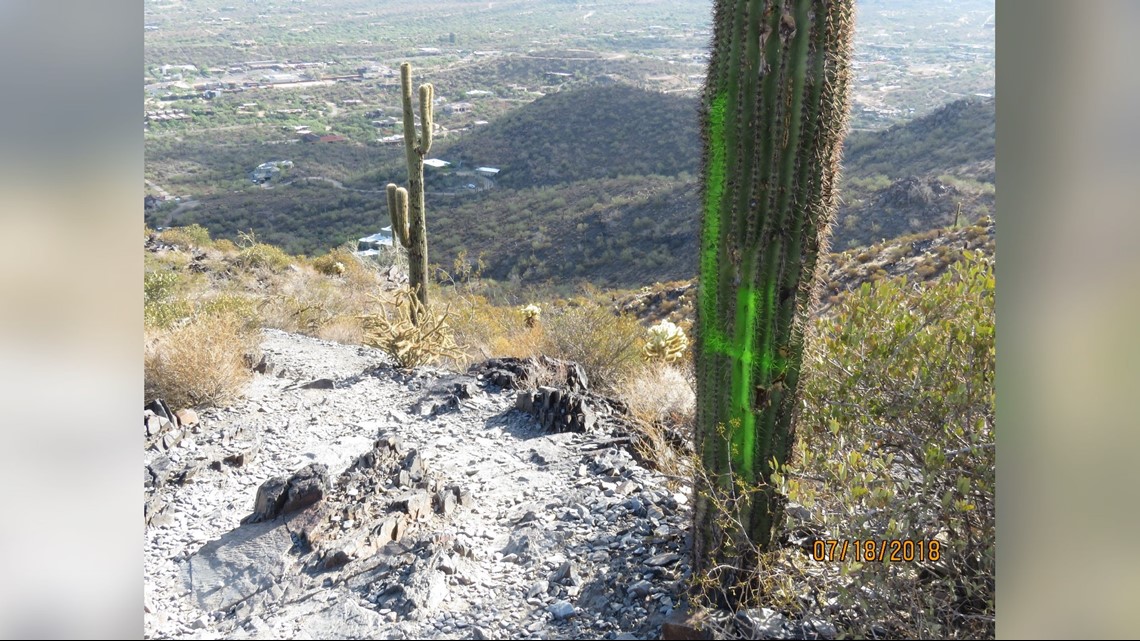 Saguaro cacti tagged with neon green spray paint on popular Cave Creek ...