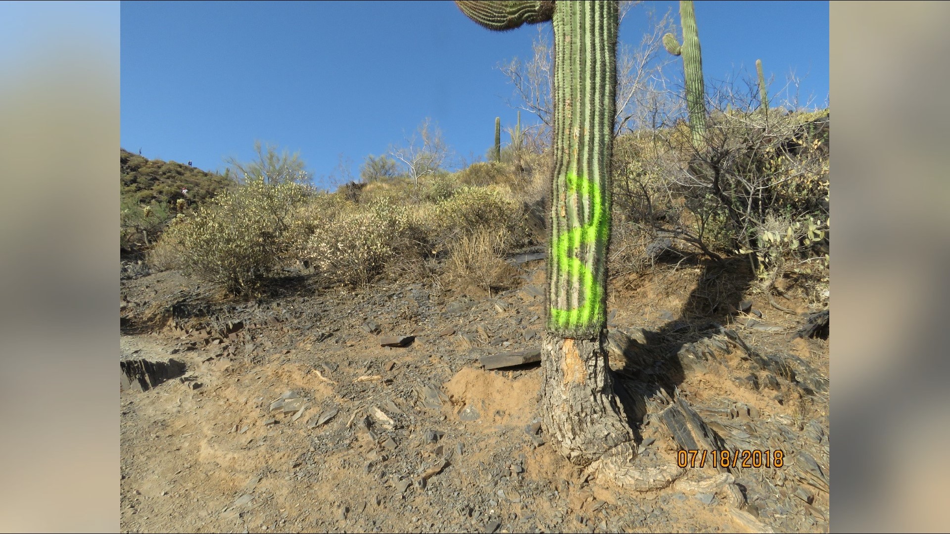 Saguaro cacti tagged with neon green spray paint on popular Cave Creek ...
