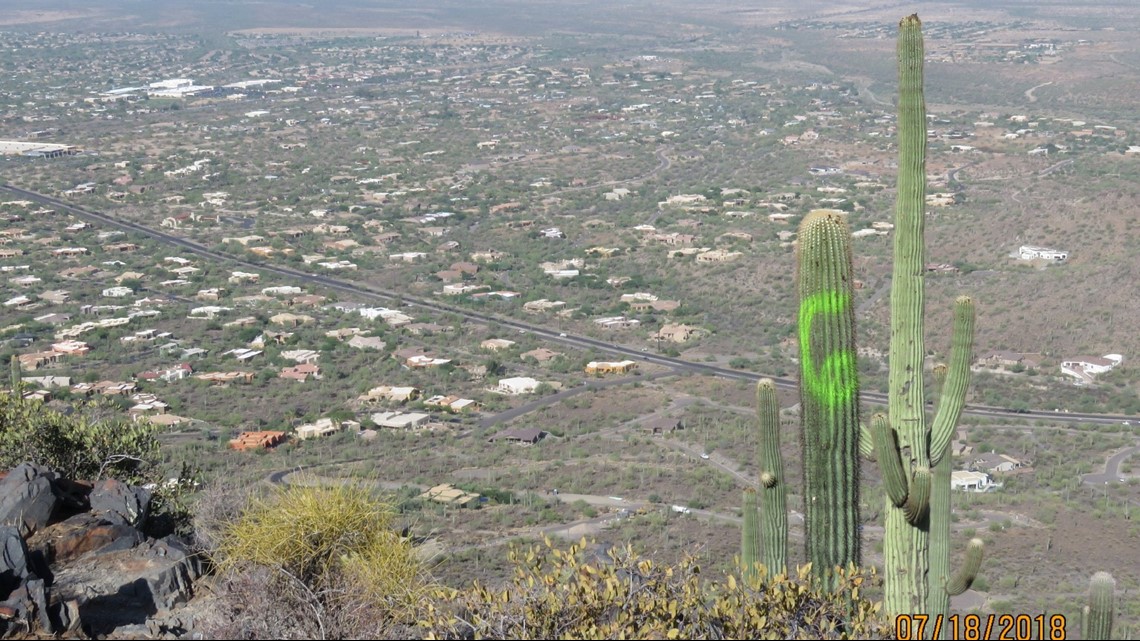 Saguaro cacti tagged with neon green spray paint on popular Cave Creek ...