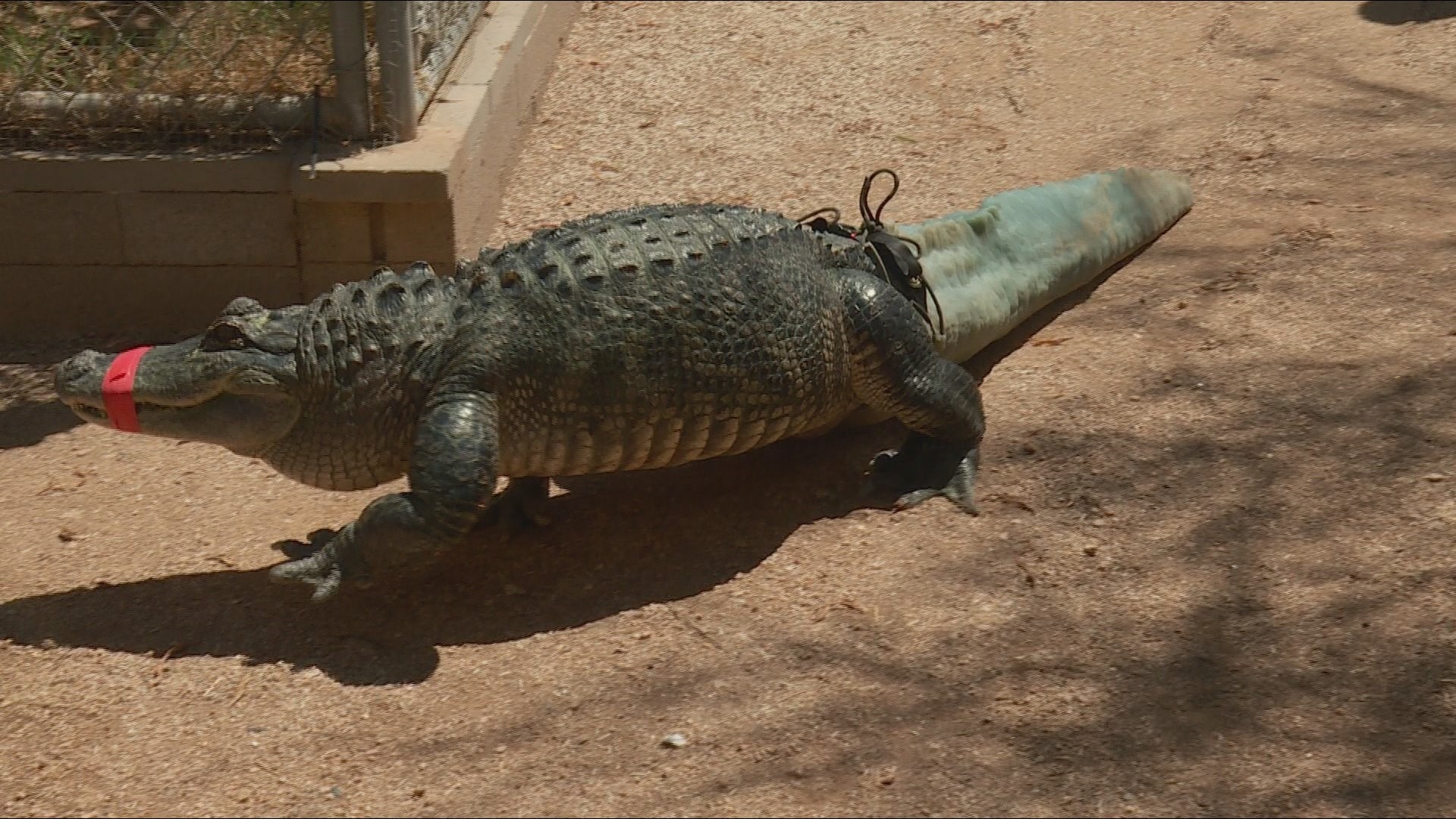 Prosthetic tail created for alligator using Hollywood magic | 12news.com