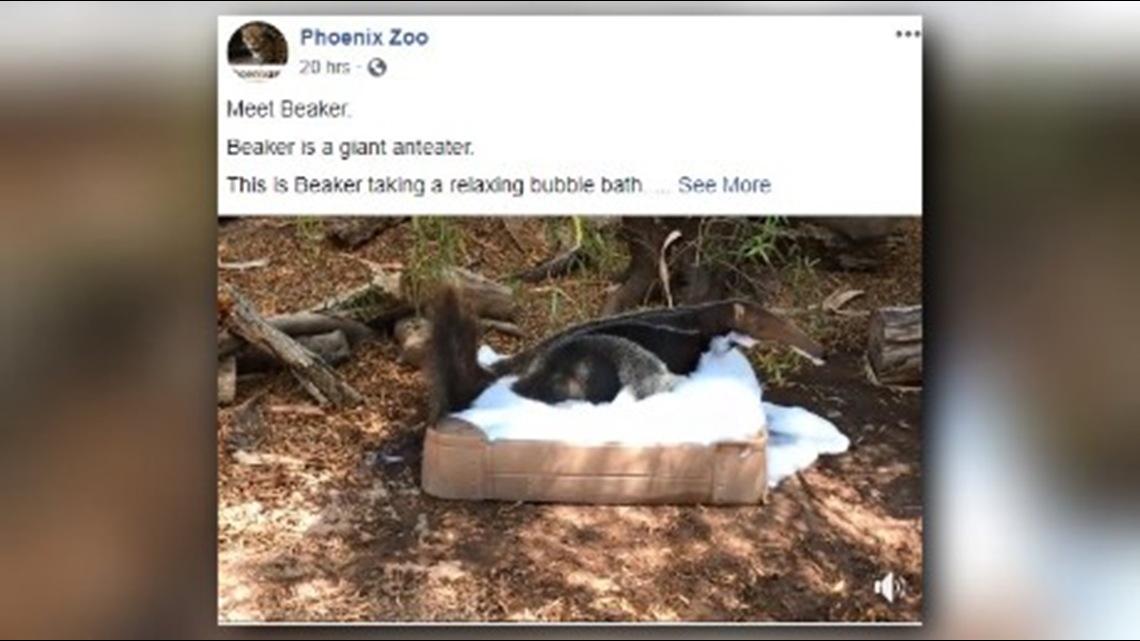 Cutest video ever? Phoenix Zoo shares clip of anteater taking a bath ...