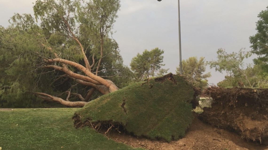Phoenix neighborhood cleans up after monsoon storm uproots huge trees ...