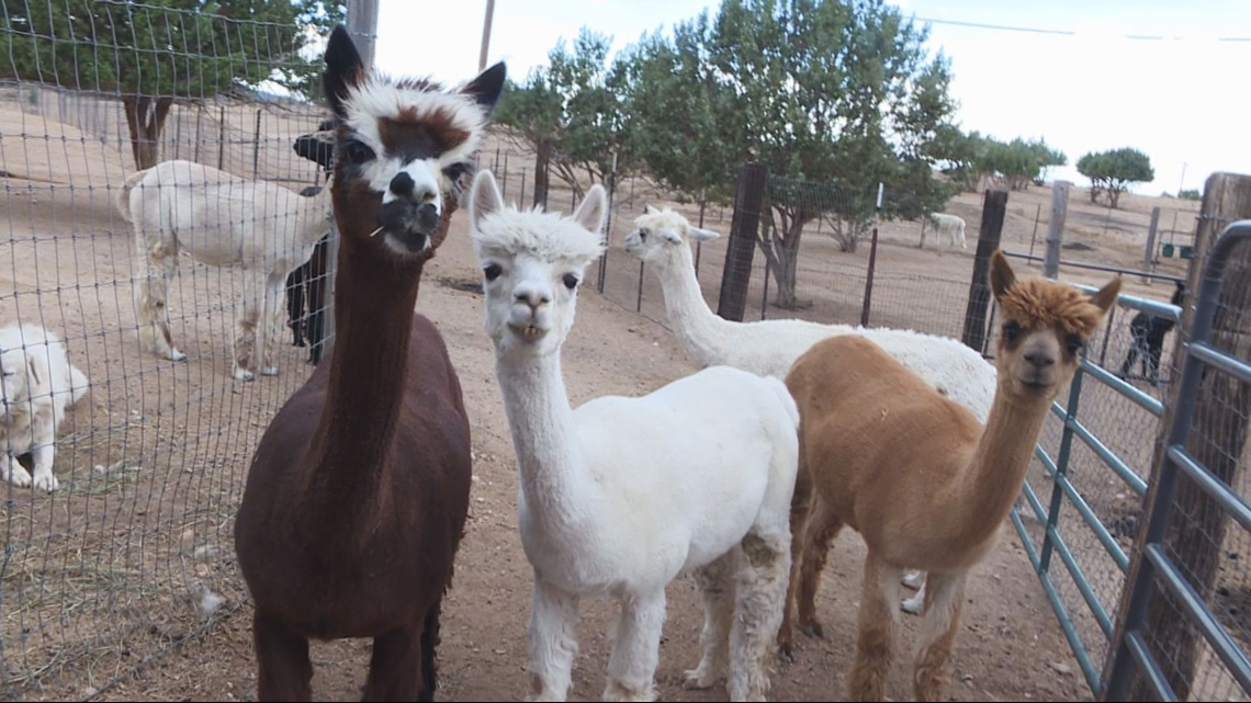 Get up close and personal with alpacas | 12news.com