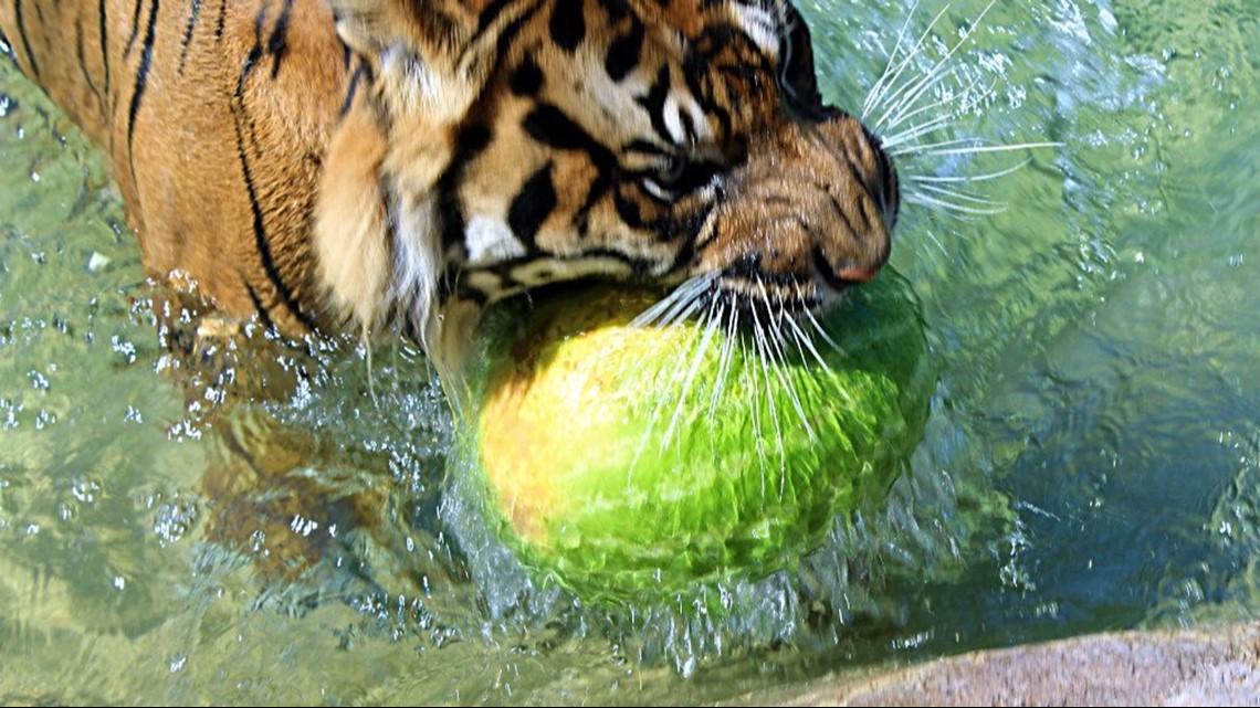 Phoenix Zoo animals celebrate National Watermelon Day | 12news.com