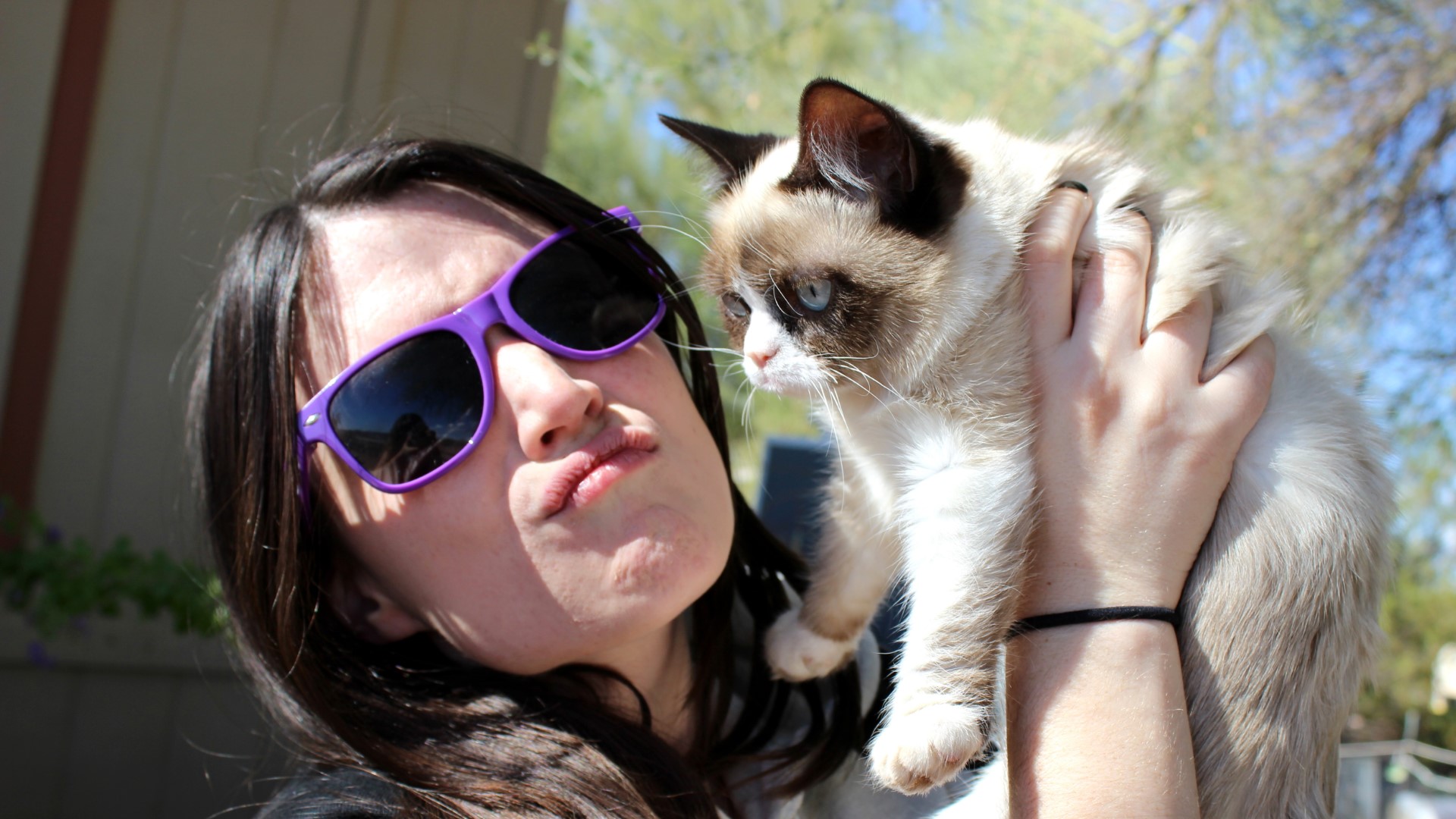 Grumpy Cat at her Morristown, AZ home | 12news.com