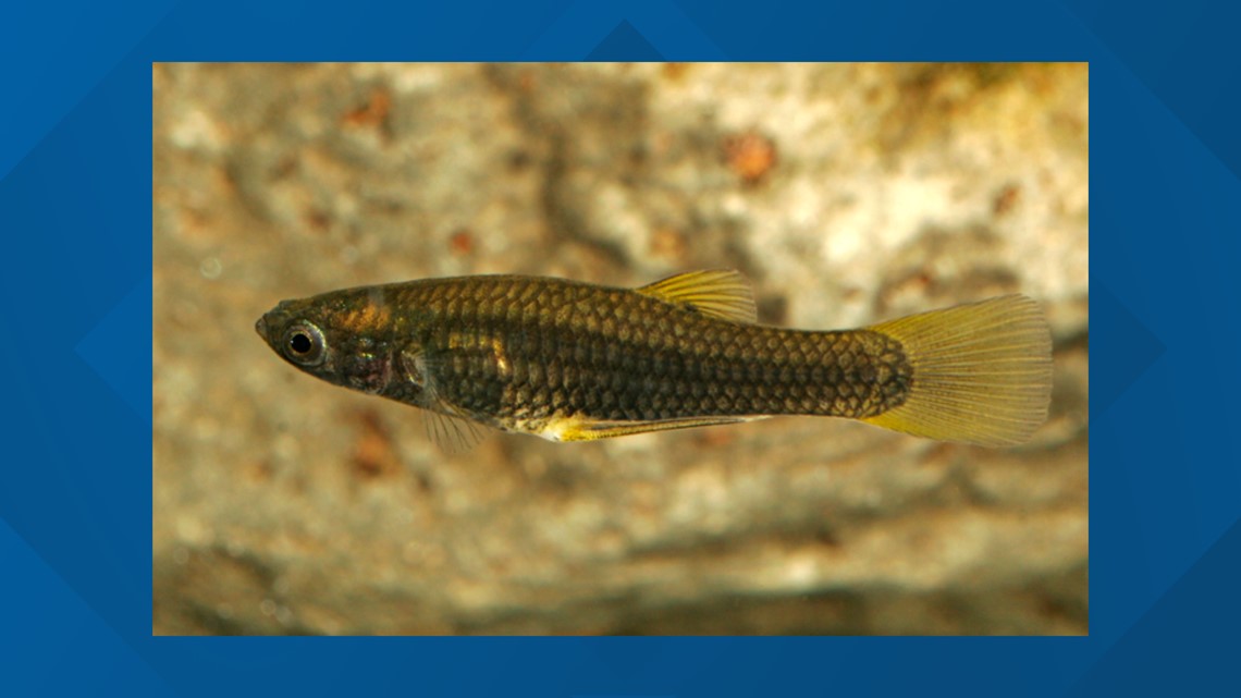Native, endangered fish being used to combat mosquito-borne diseases in ...