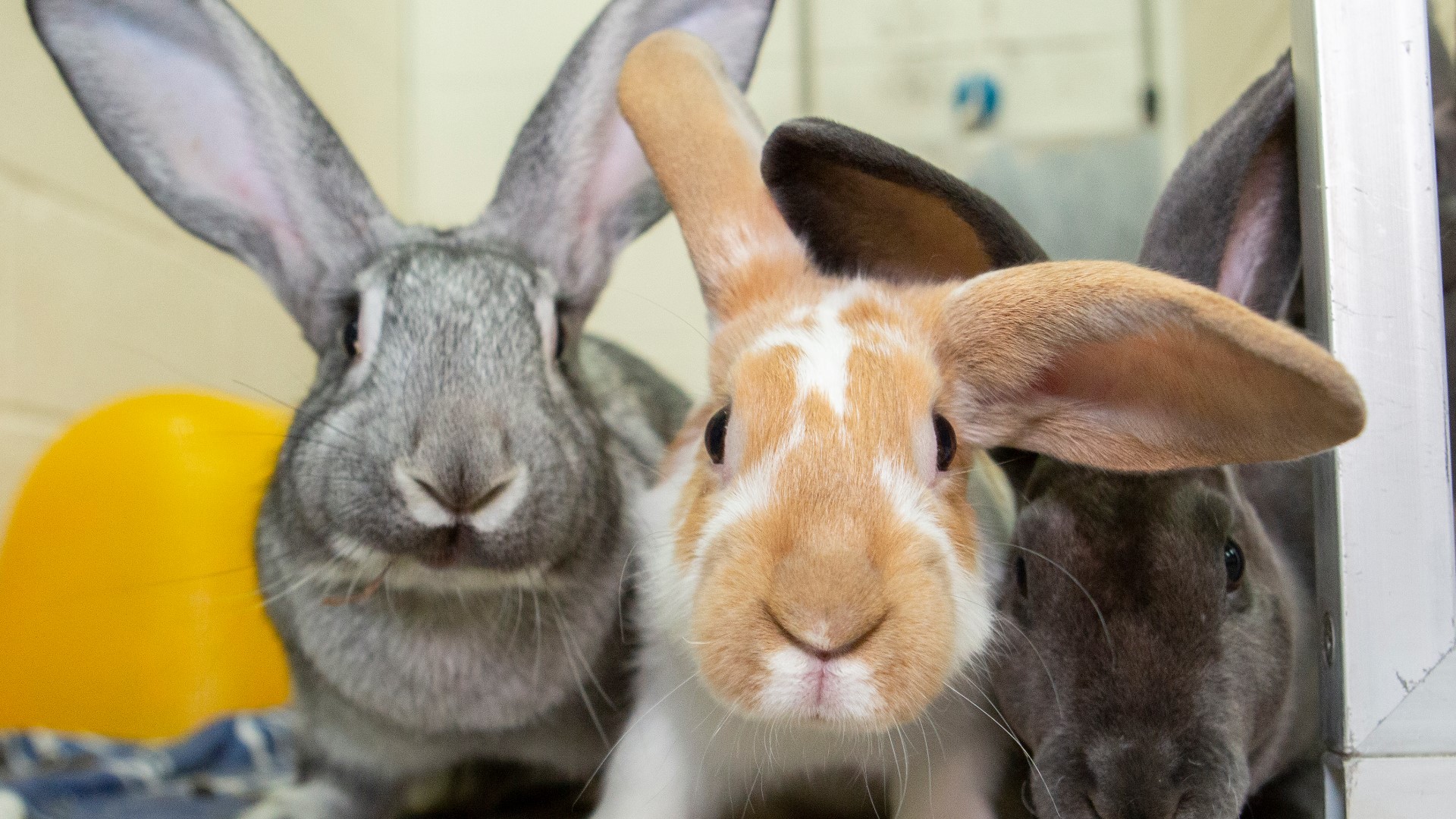 Deadly rabbit virus spreading throughout Southern Arizona | 12news.com