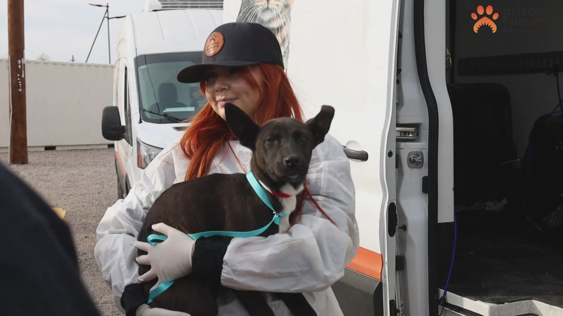 Arizona welcomes pets from California as shelters rush to help ...