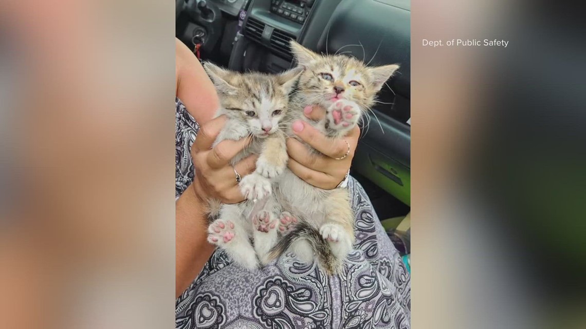 Kittens safe after driver finds them under the hood of her car | 12news.com