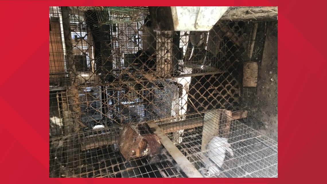 More than 160 rabbits living in 'horrific conditions' rescued from ...