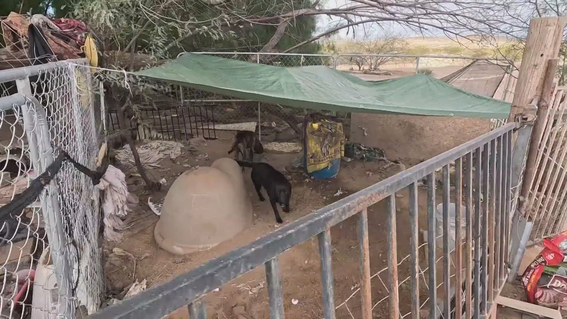 MCSO serves search warrant after reports of 9 neglected dogs on ...