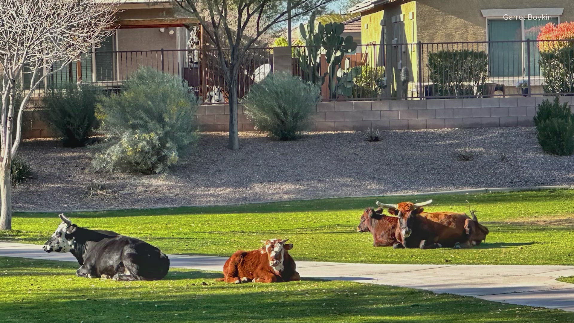 East Valley residents pushing for solutions to herds of cows moving in ...