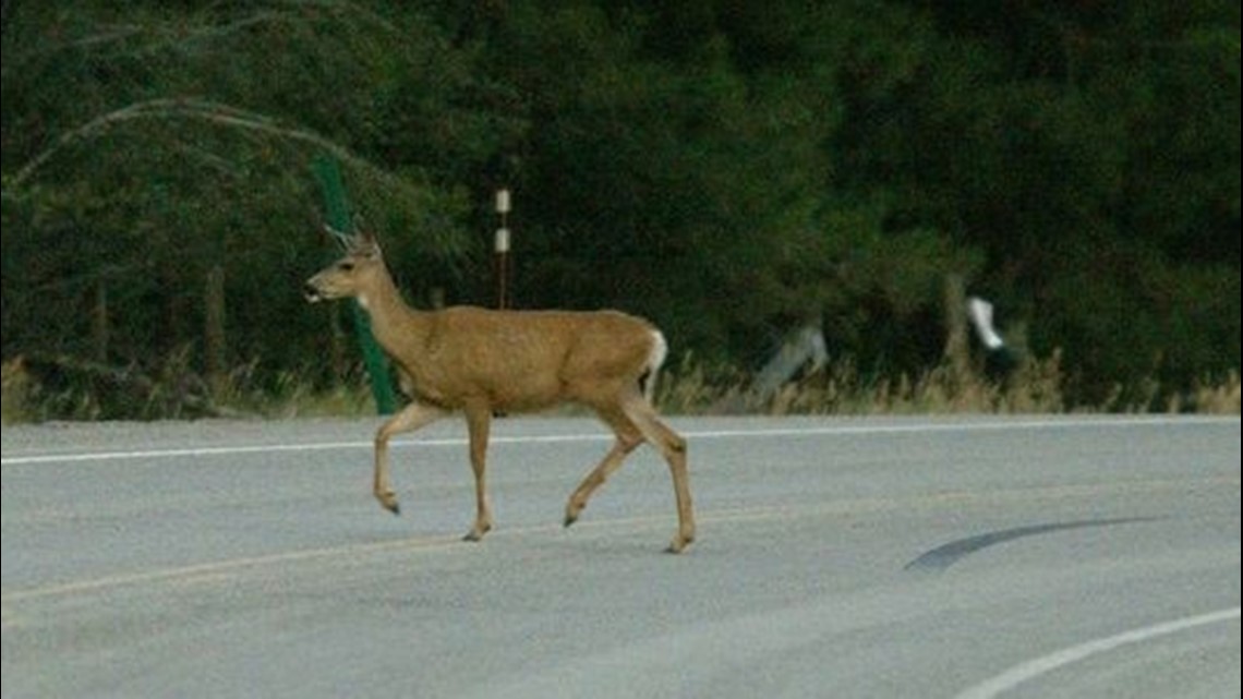 Want to eat roadkill in Oregon? Follow these rules first | 12news.com