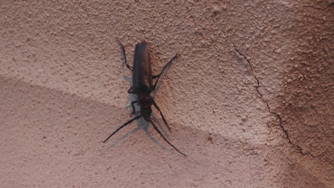 Arizona's big black beetle is back: Meet the palo verde beetle | 12news.com