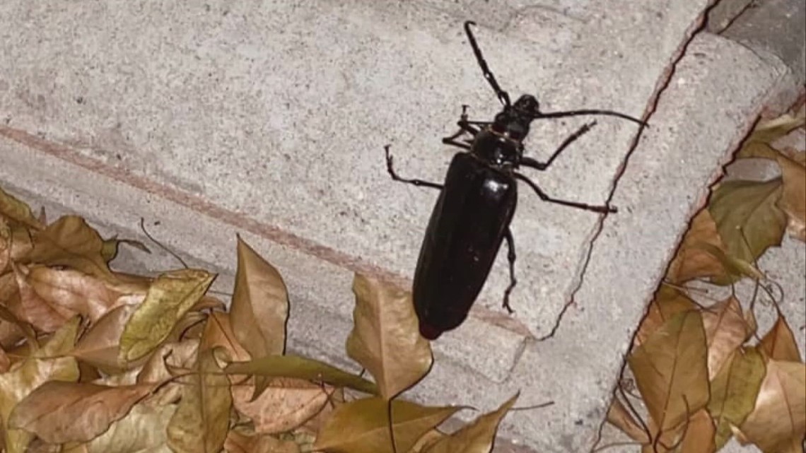 Large beetles in Arizona live to mate, then die | 12news.com
