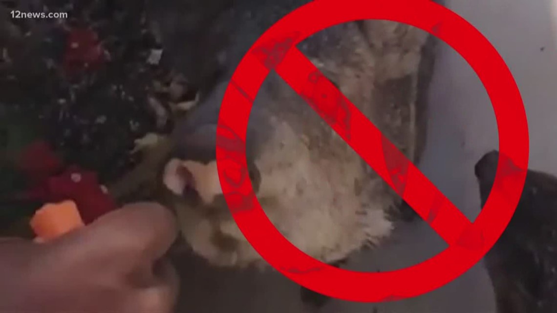 Javelina attacks prompt reminder not to feed wildlife | 12news.com