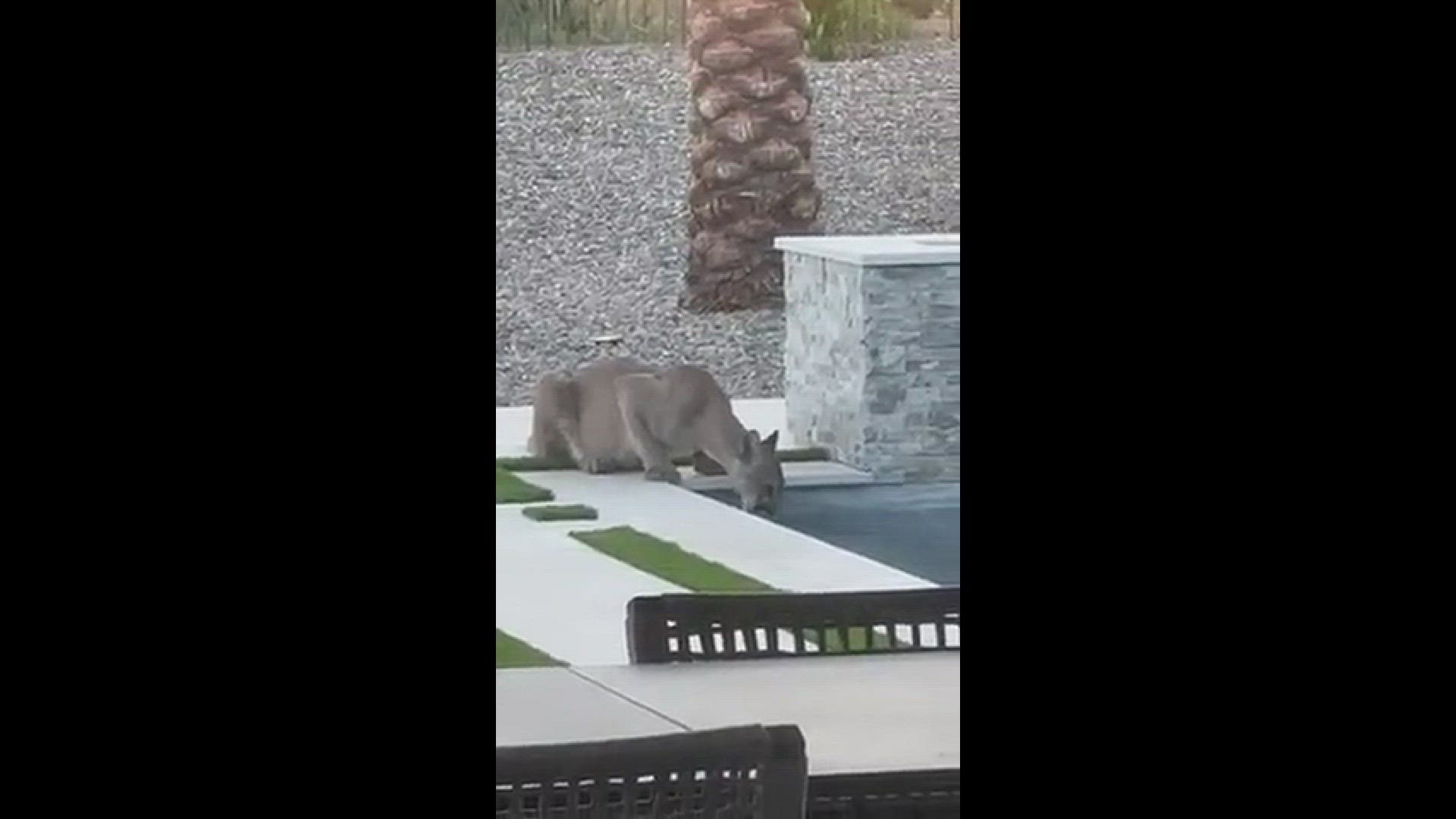 Cougar drinking from pool | 12news.com