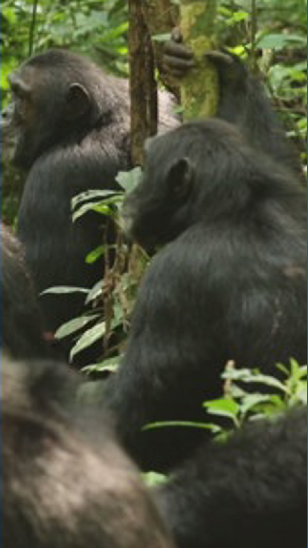 Arizona researchers studying deadly chimp 'civil war' in Uganda ...