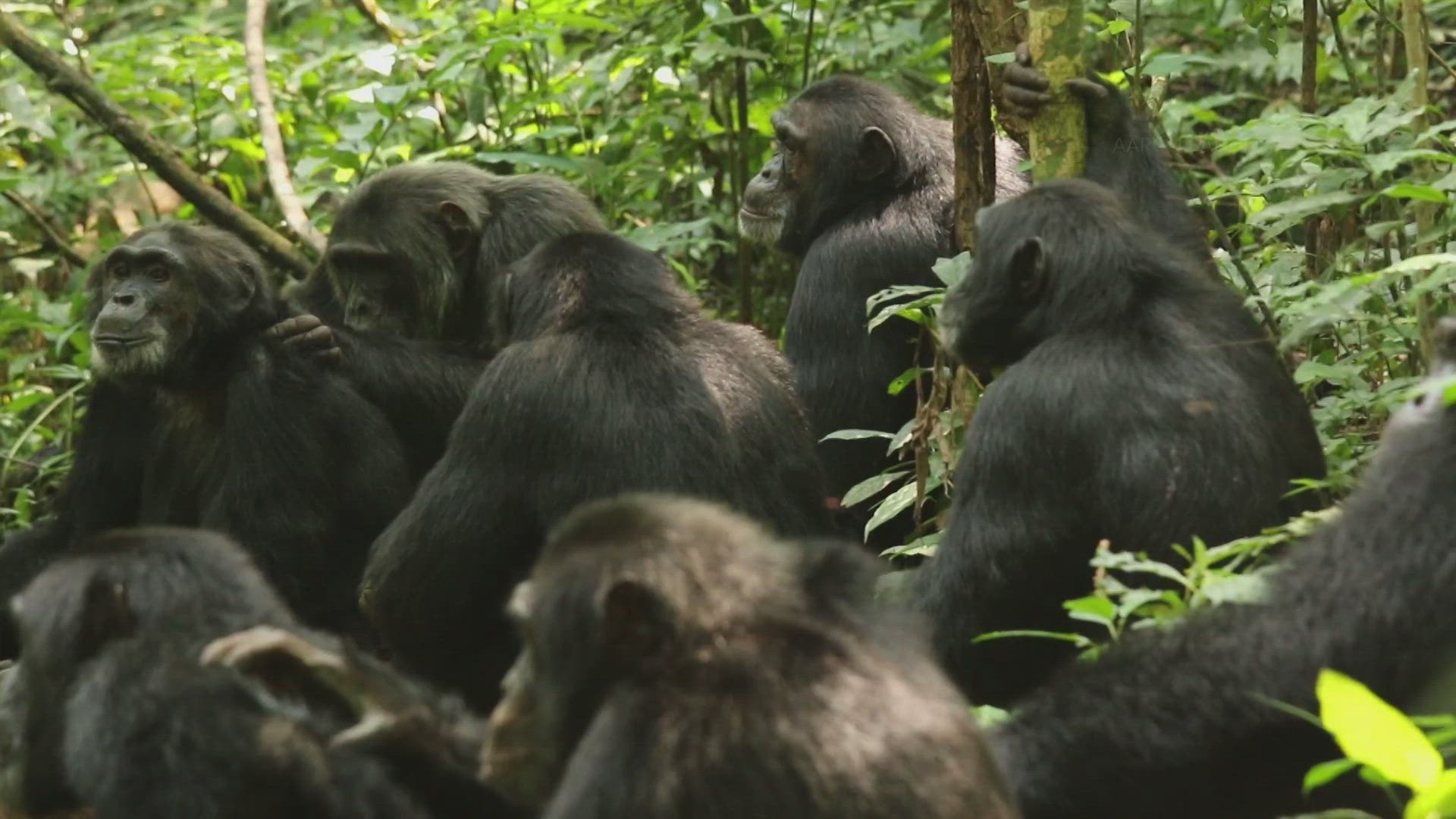 Arizona researchers studying deadly chimp 'civil war' in Uganda ...