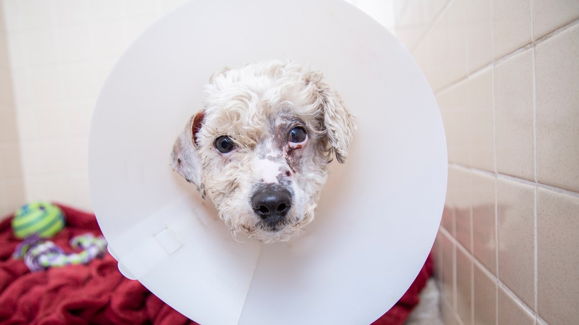 Police searching for suspect after injured poodle found | 12news.com