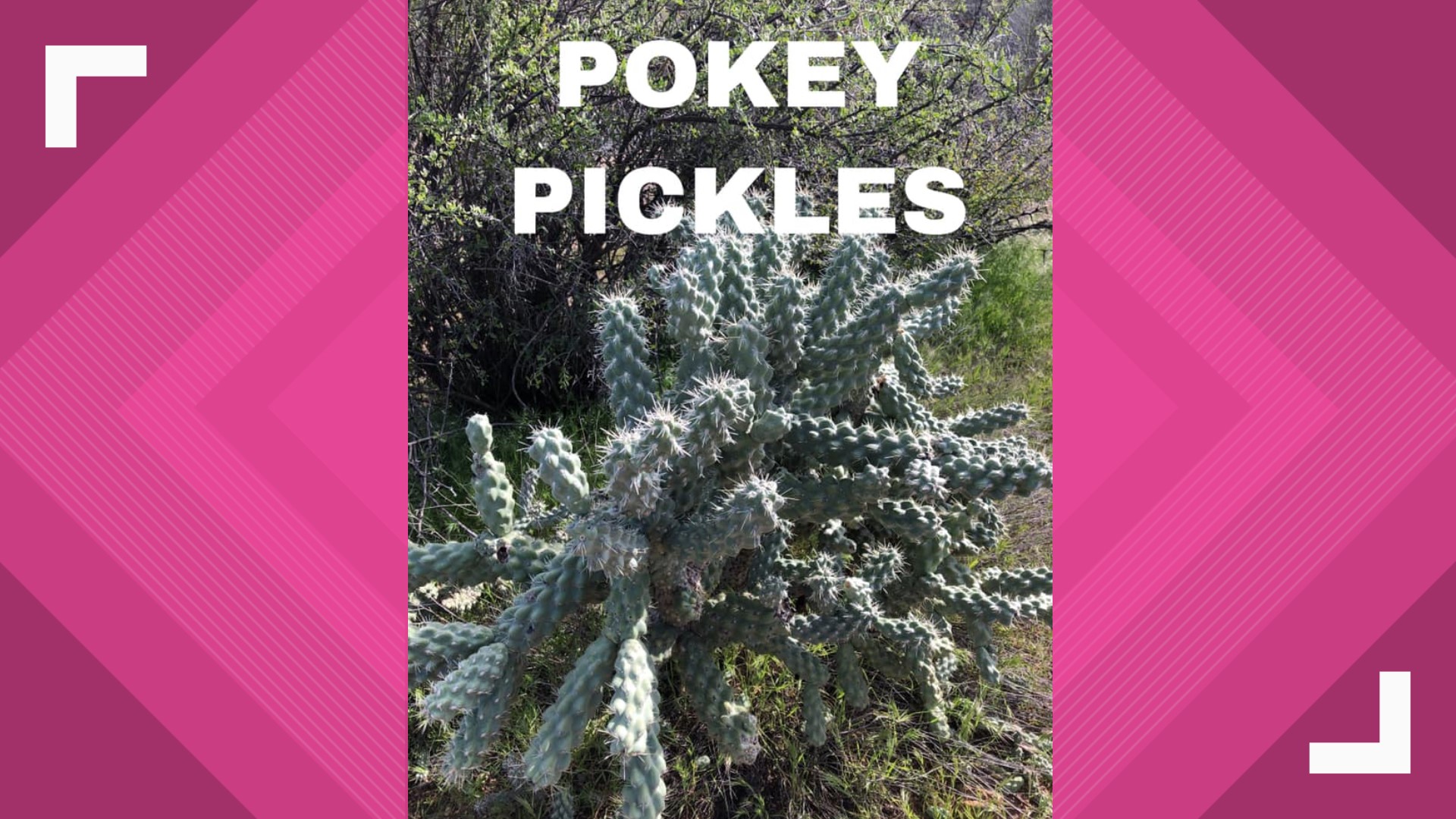 'Ouch-otillo': Phoenix couple creates guide to pokey things found on ...