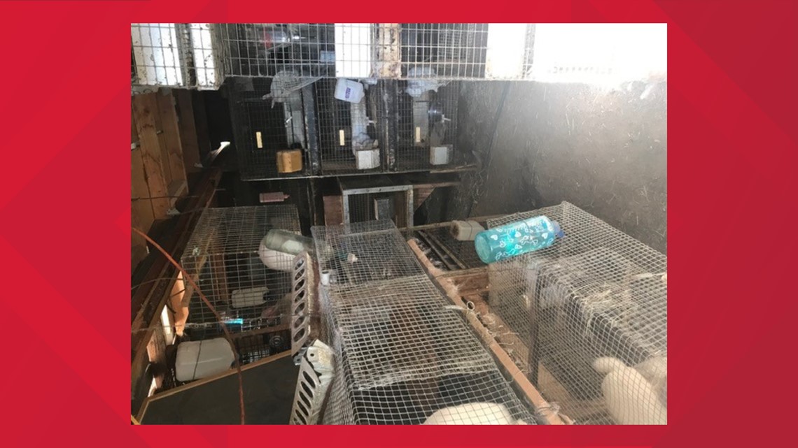 More than 160 rabbits living in 'horrific conditions' rescued from ...