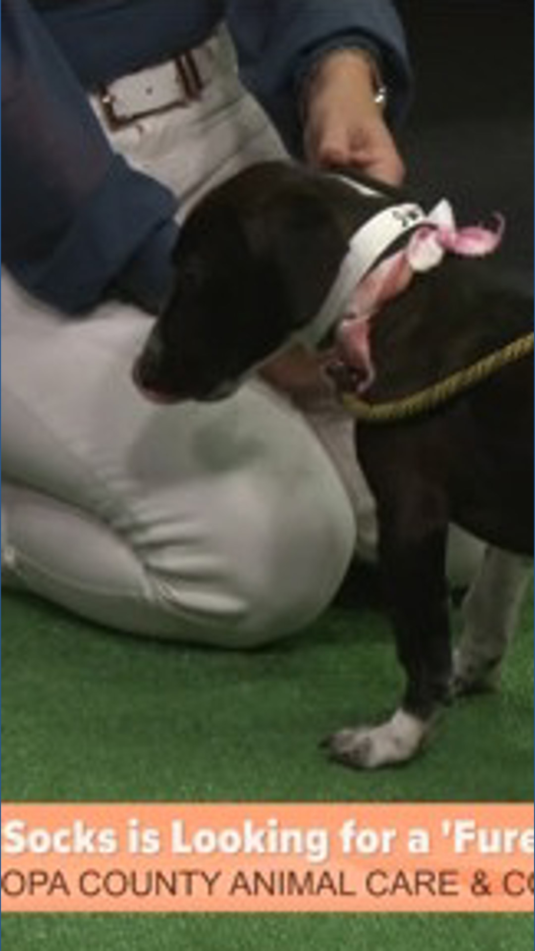 Sponsored: Pet Dental USA Features the Pet of the Week. Meet 'Baby ...