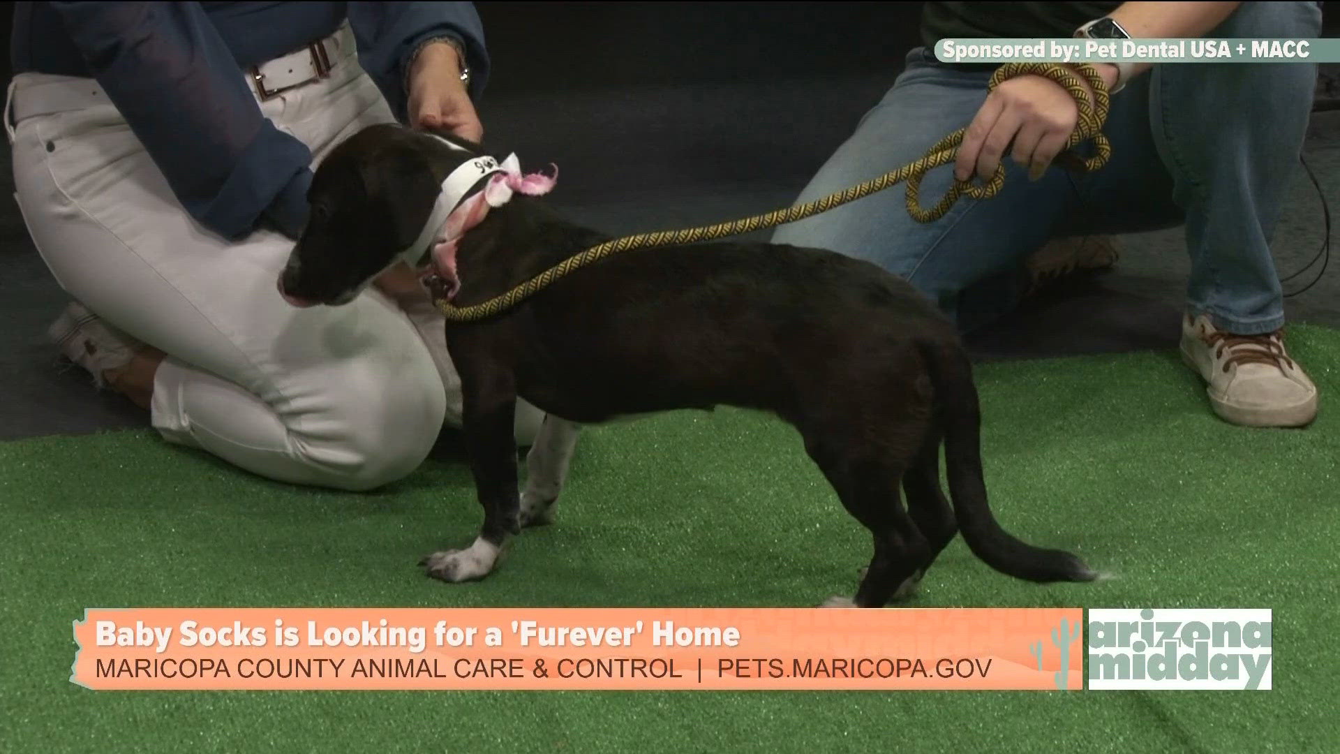 Sponsored: Pet Dental USA Features the Pet of the Week. Meet 'Baby ...