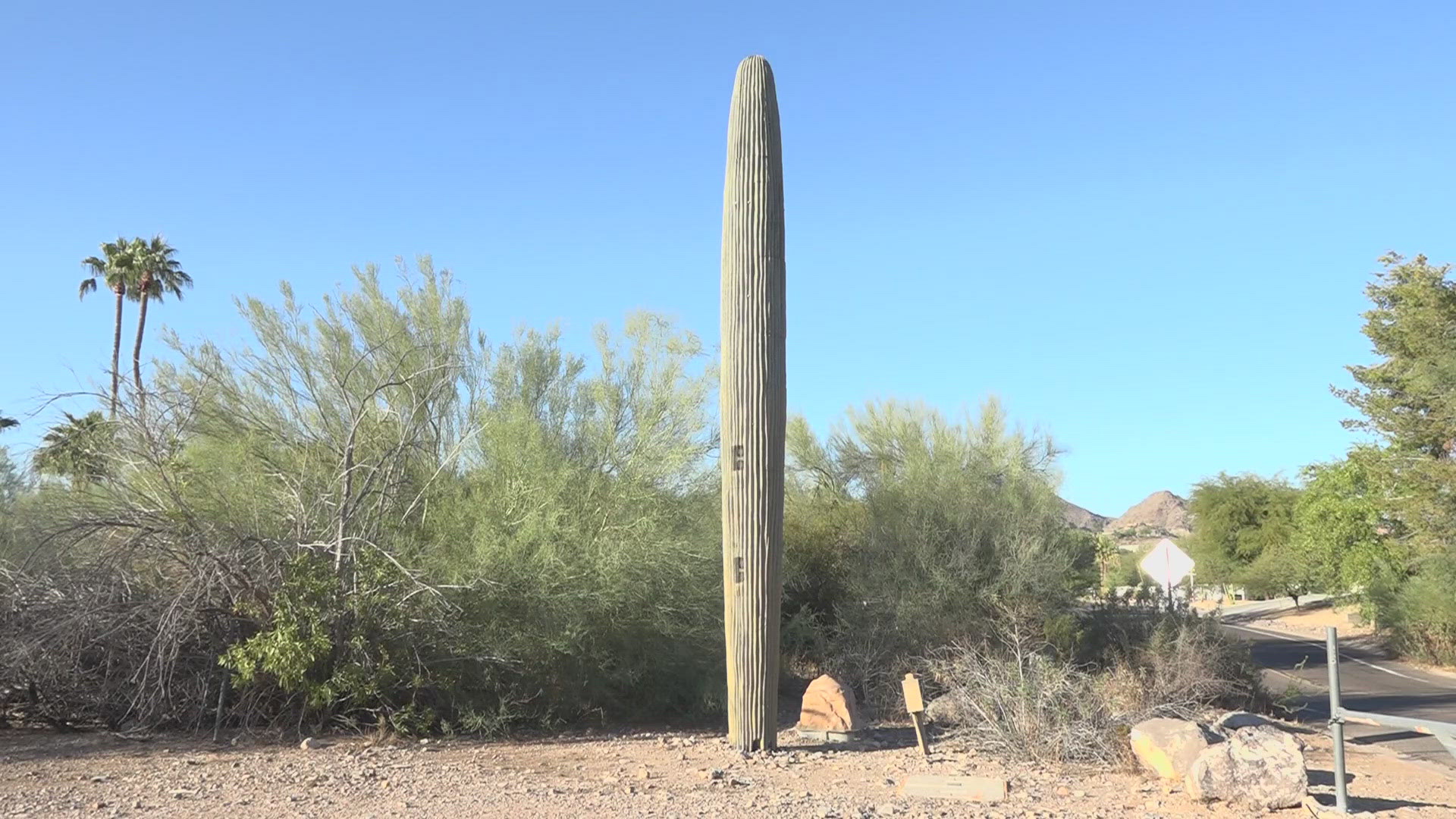 Disguised cell towers in Arizona | 12news.com