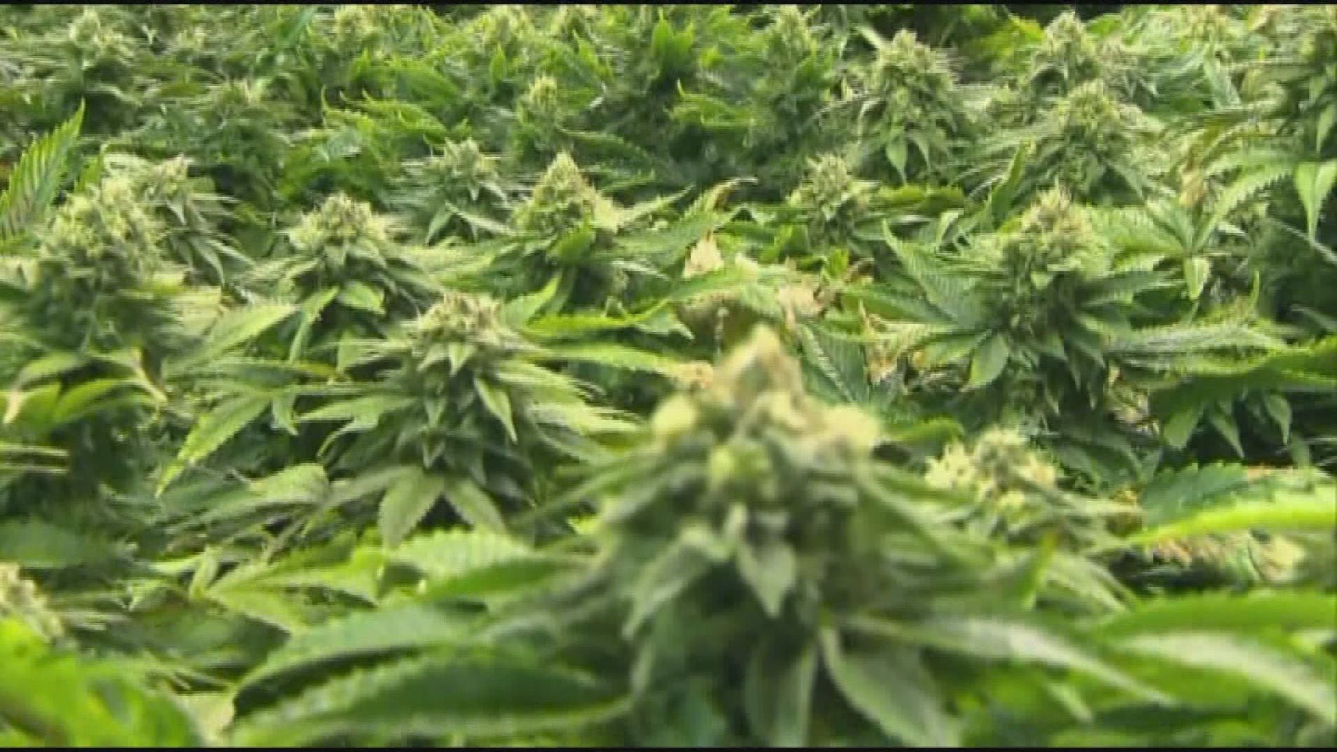 What is Prop 207 in Arizona? Here's what to know before voting | 12news.com