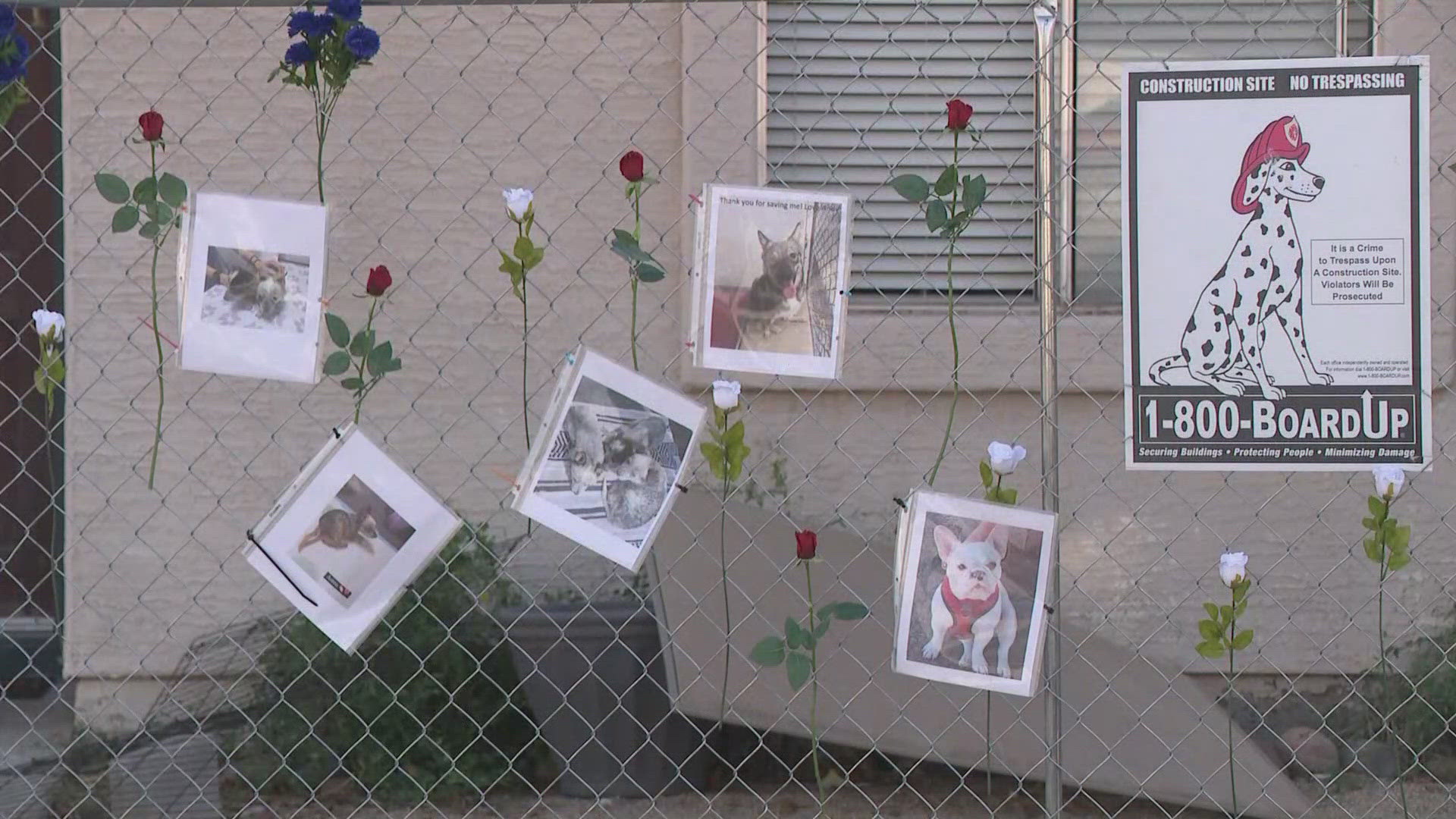 Chandler police re-arrest woman in connection to dog abuse ...