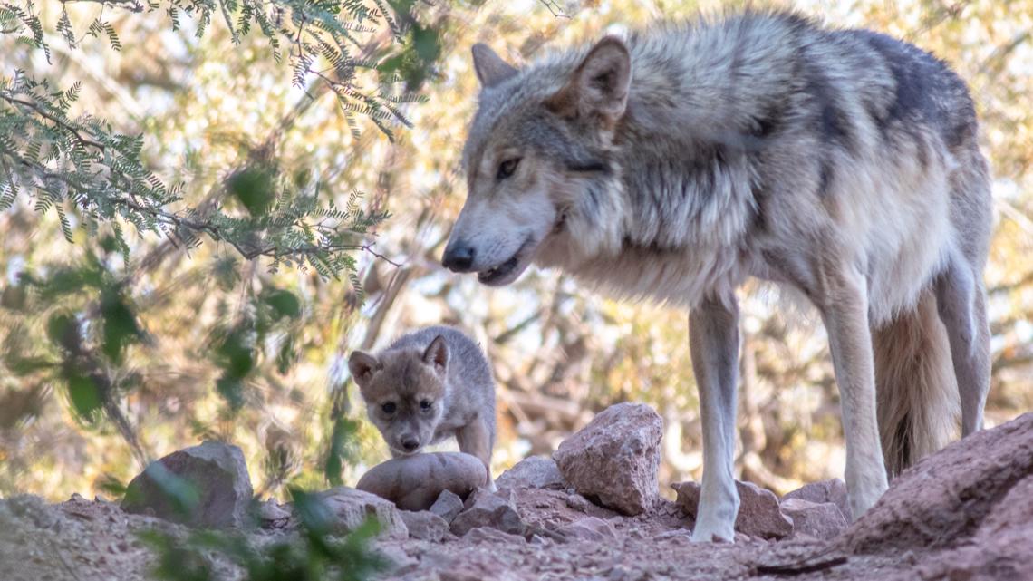 Phoenix Zoo celebrates birth of Mexican gray wolf pups amid push to ...