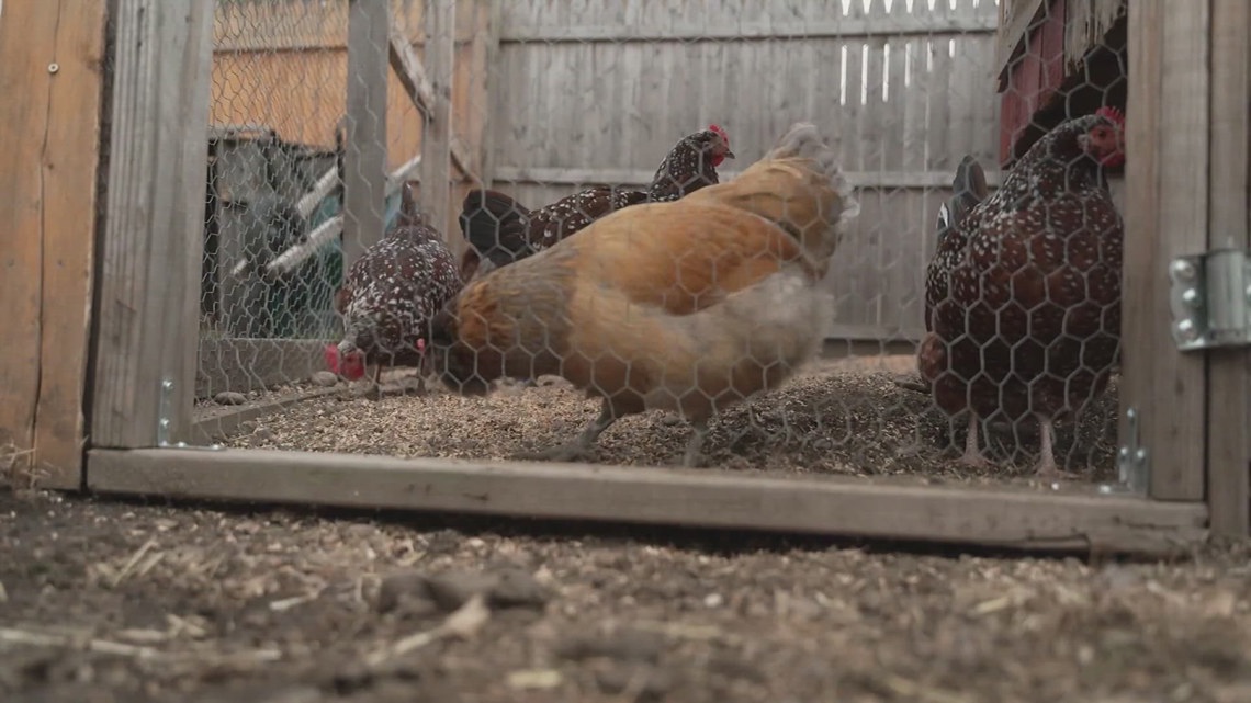 Arizona poultry farm put under quarantine due to avian flu | 12news.com