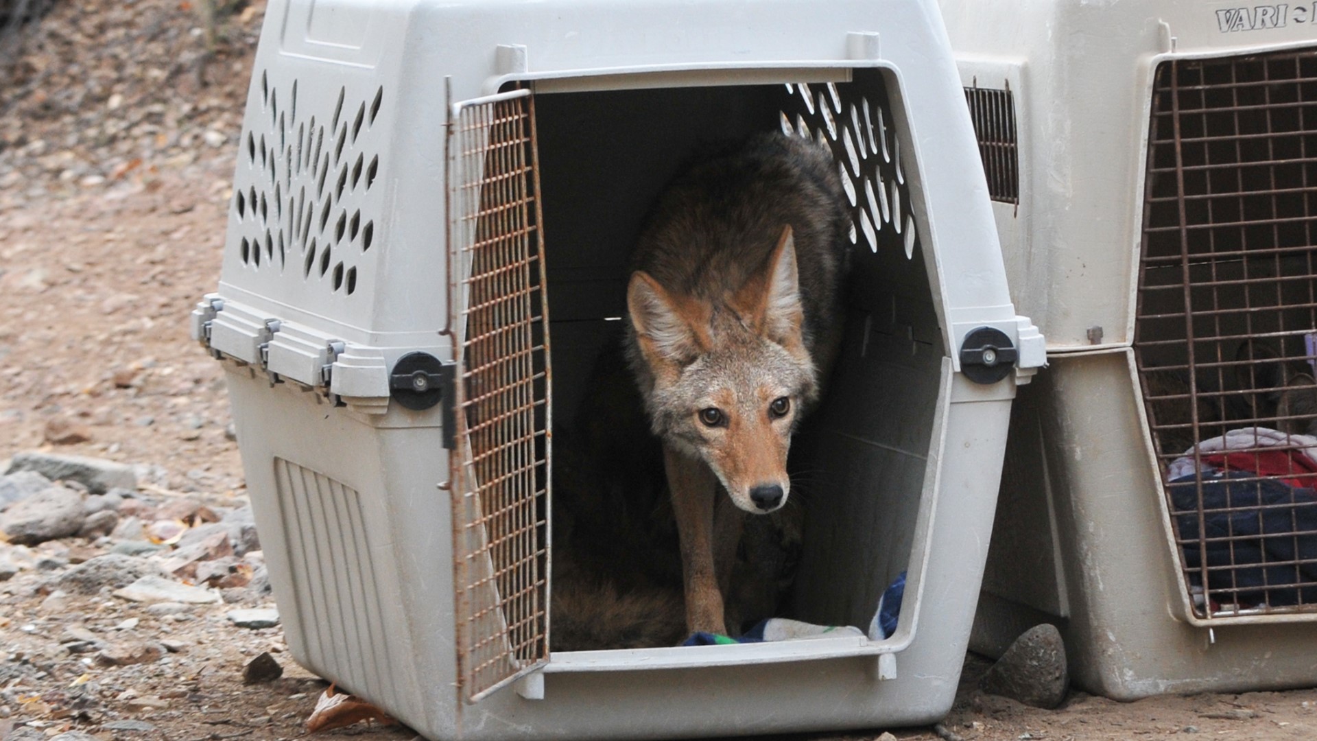 Arizona's furry residents: Keeping wild animals safe | 12news.com