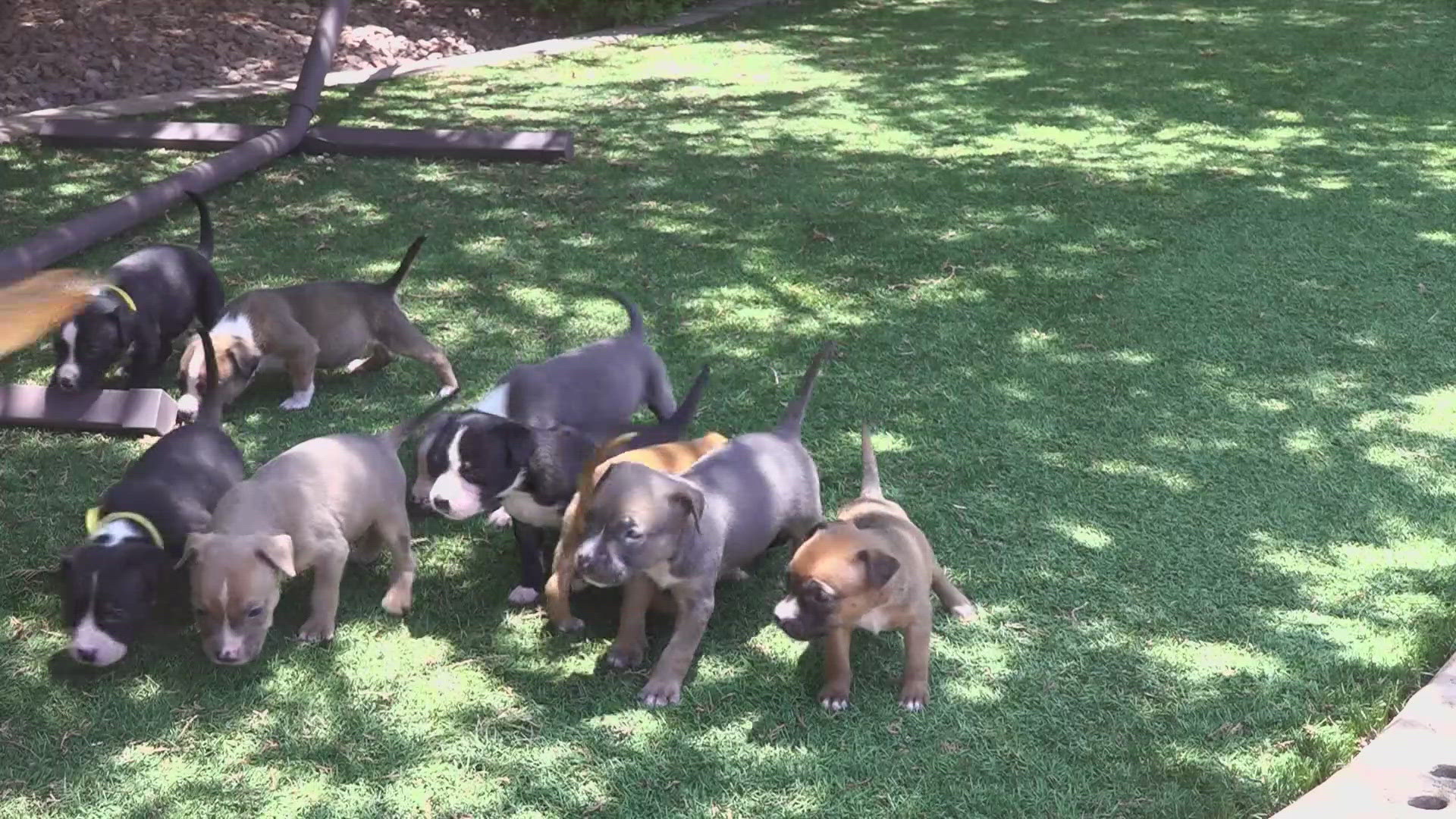 Arizona Humane Society saves dog, puppies from heat | 12news.com