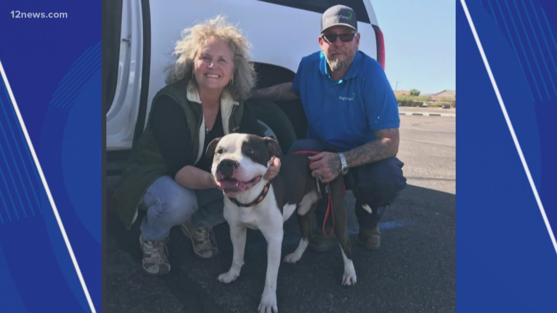 Arizona family reunited with dog ejected in crash after nearly 2 weeks ...